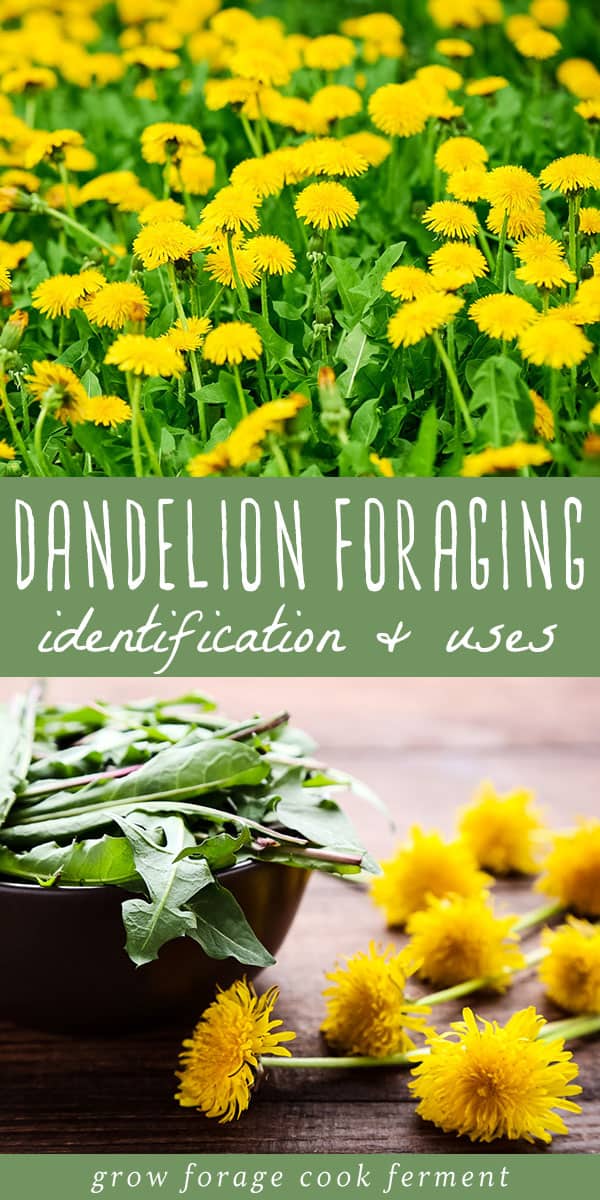 Dandelion Foraging: Identification, Look-alikes, and Uses
