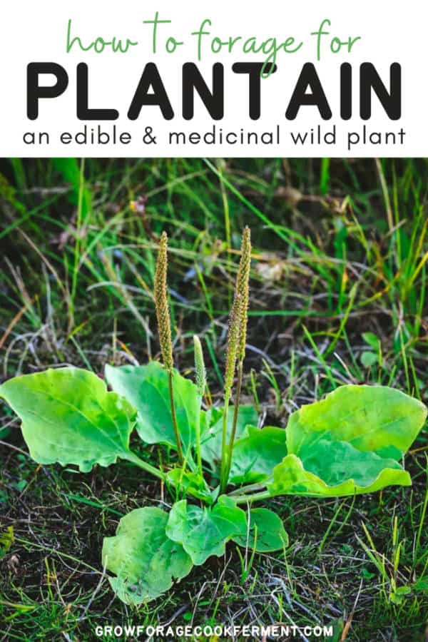 Foraging Plantain: Identification and Uses