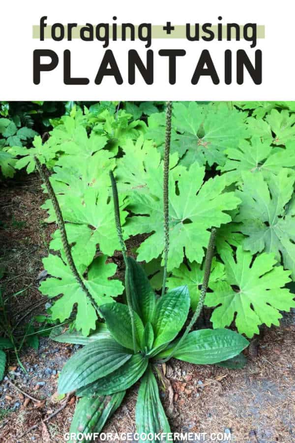 Foraging Plantain: Identification and Uses