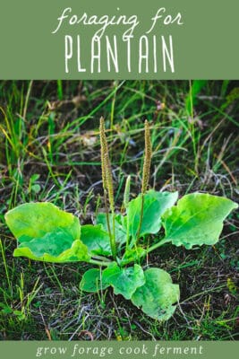 Foraging Plantain: Identification and Uses