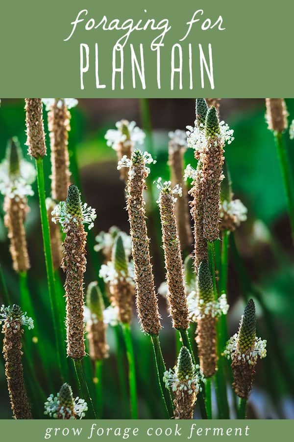 Foraging Plantain: Identification and Uses