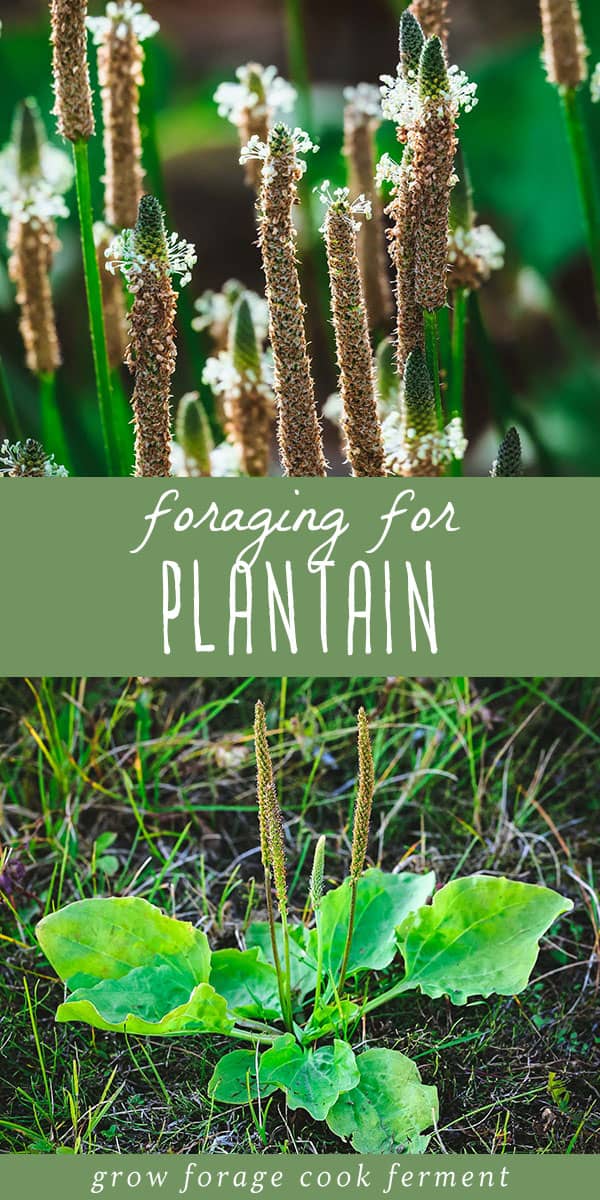 Foraging Plantain: Identification and Uses
