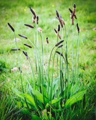Foraging Plantain: Identification and Uses
