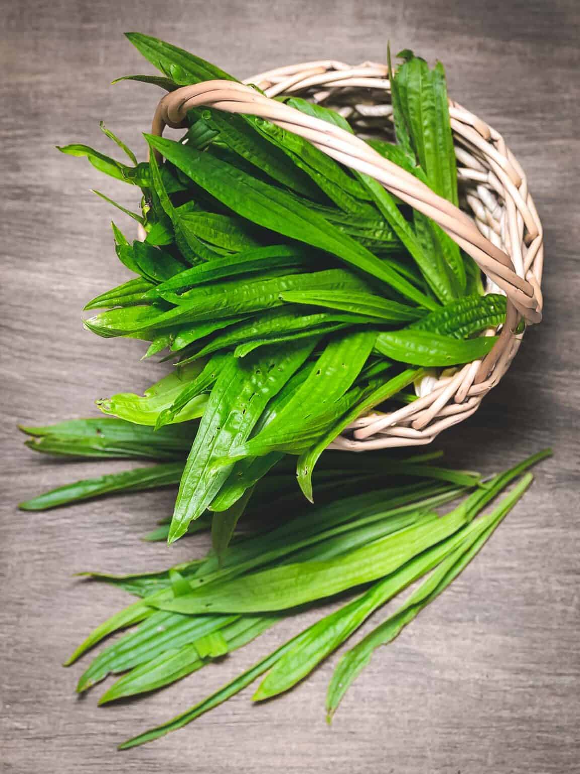Foraging Plantain: Identification and Uses