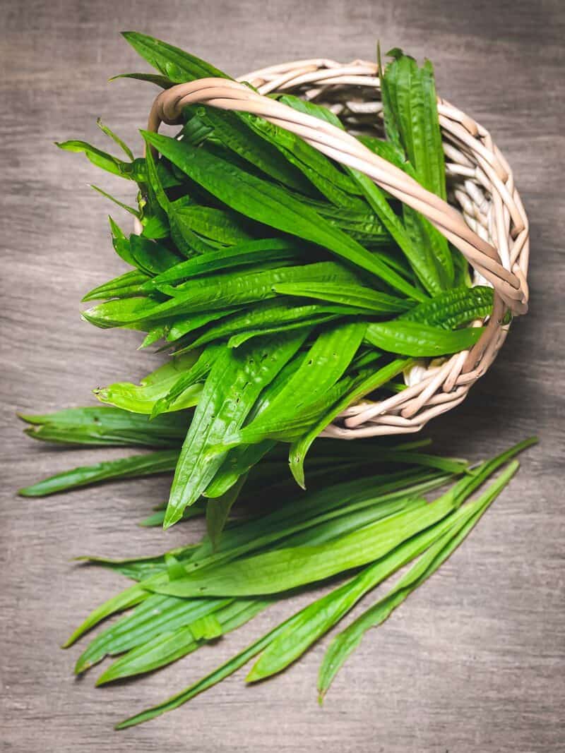 Foraging Plantain: Identification and Uses