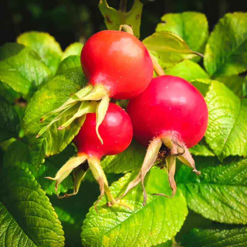 Foraging Rose Hips & Wild Rose: Identification, Harvesting, & Uses