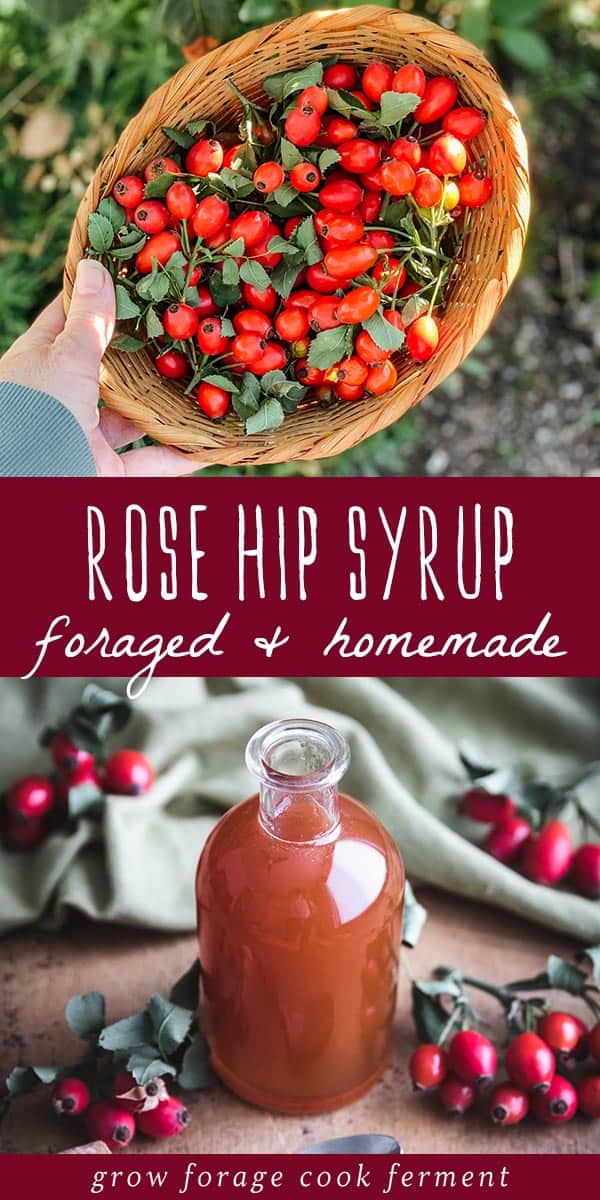 Rose Hip Syrup: Foraged and Made with Honey