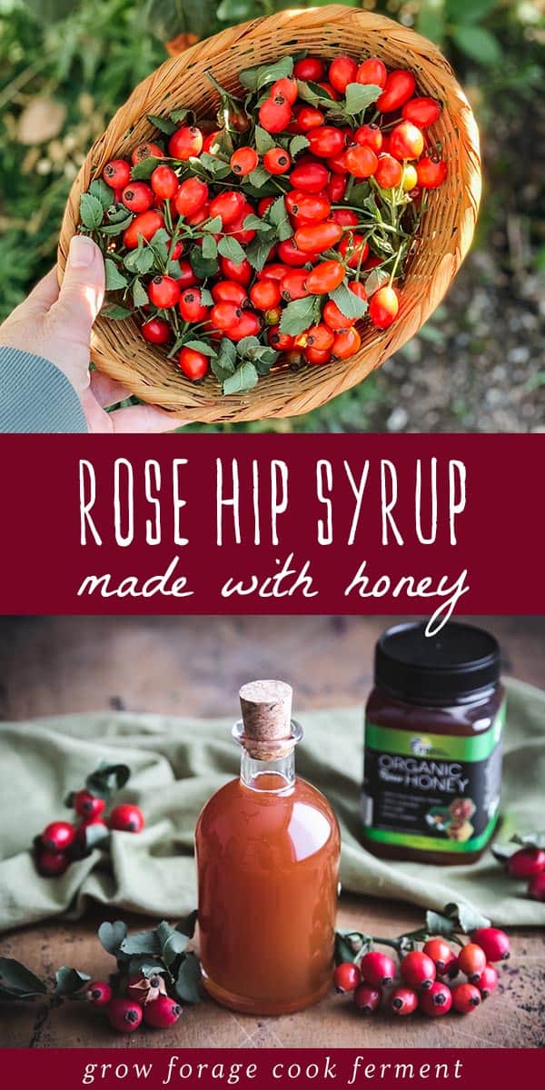 Rose Hip Syrup: Foraged and Made with Honey