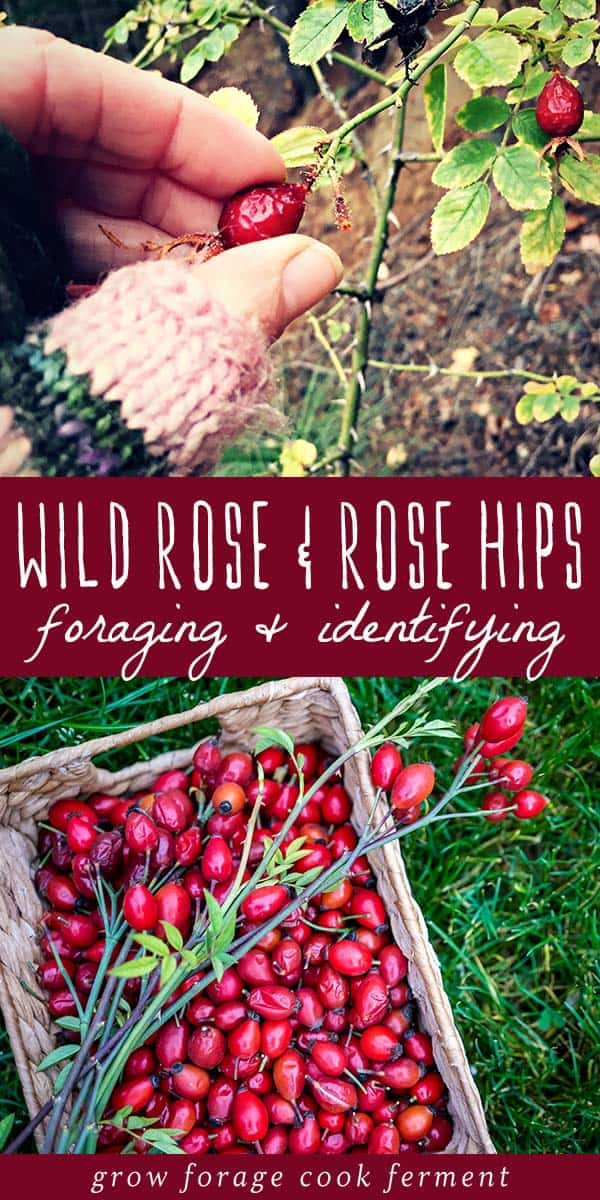 Foraging Rose Hips & Wild Rose: Identification, Harvesting, & Uses