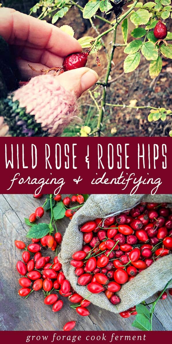 Foraging Rose Hips & Wild Rose: Identification, Harvesting, & Uses