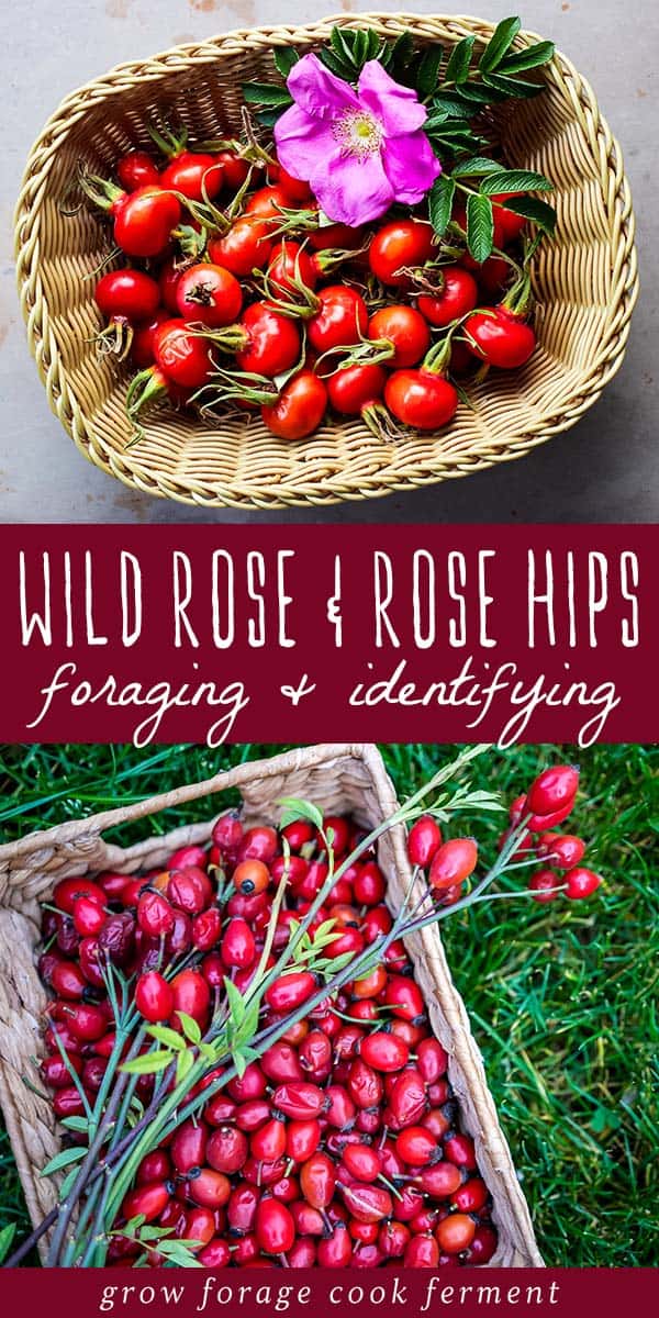 Foraging Rose Hips & Wild Rose: Identification, Harvesting, & Uses