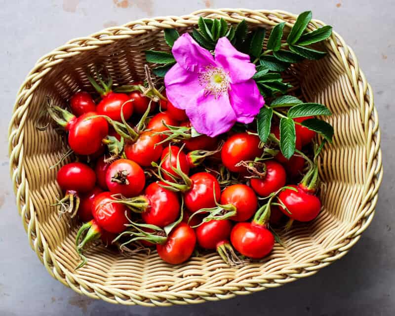 Foraging Rose Hips & Wild Rose: Identification, Harvesting, & Uses