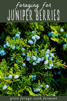 Foraging Juniper Berries for Food and Medicine