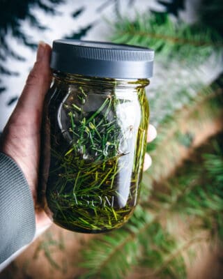 Foraged Conifer Needle Recipes - Grow Forage Cook Ferment