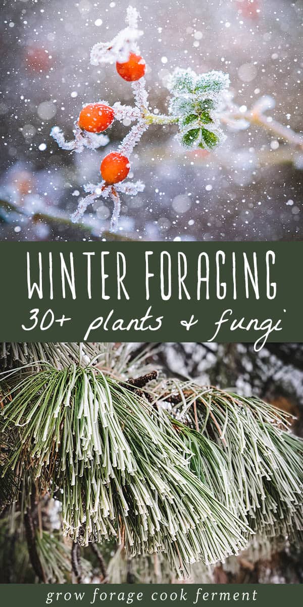 What to Forage in Winter: 30+ Edible and Medicinal Plants and Fungi
