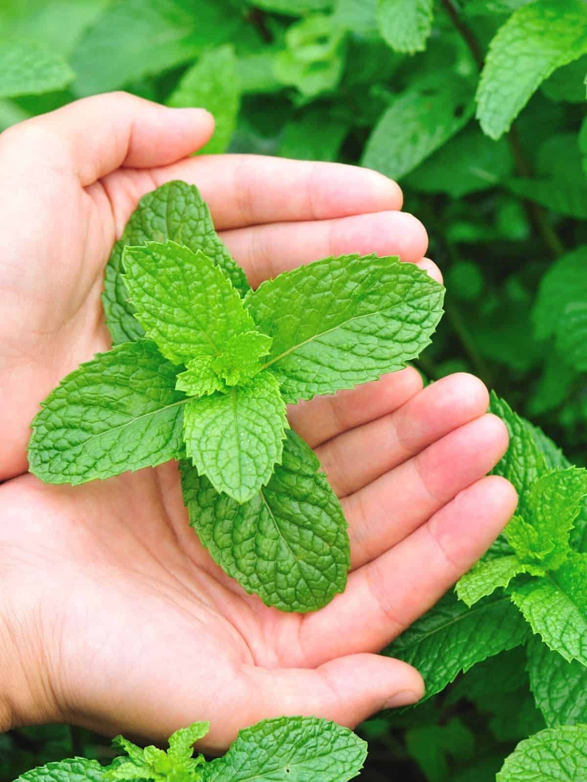 Peppermint Plant