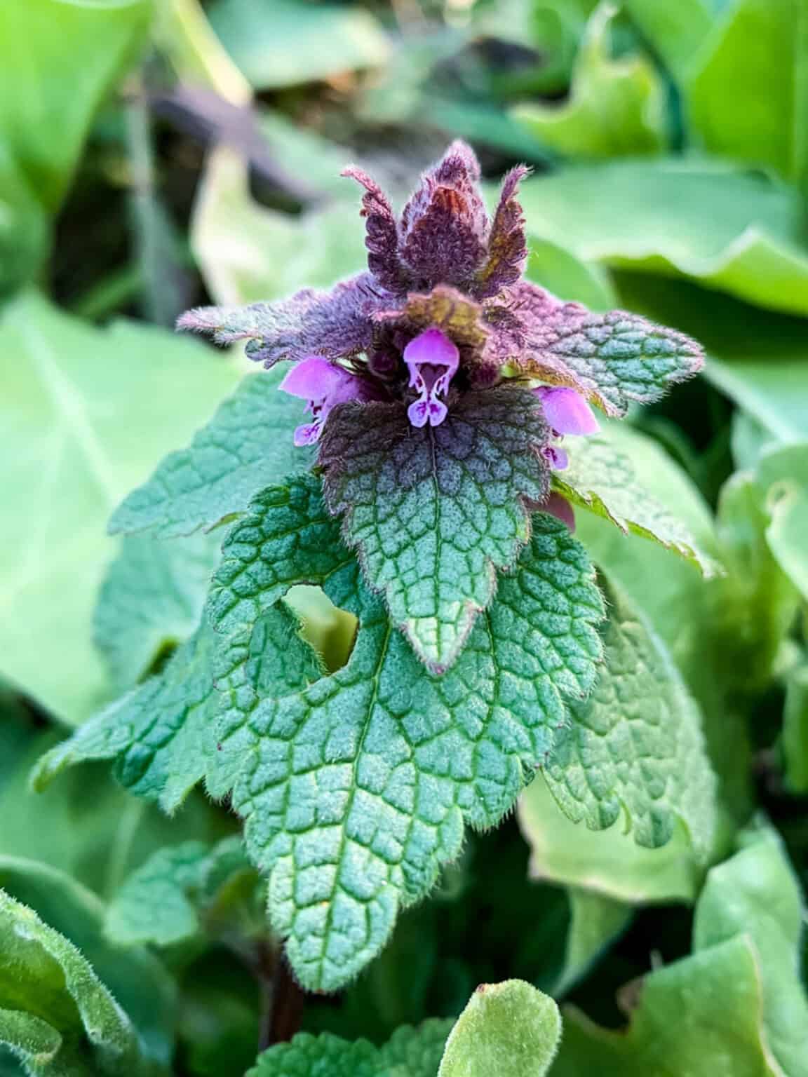 13 Early Spring Edible Wild Greens