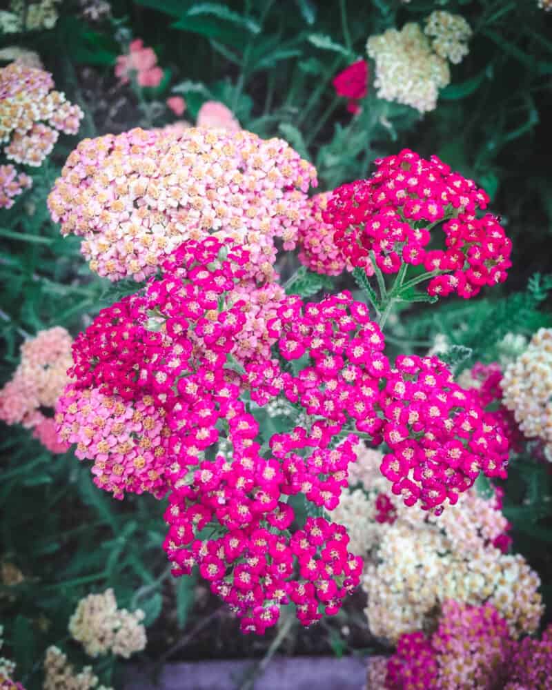 How to Make a Yarrow Plant Salve