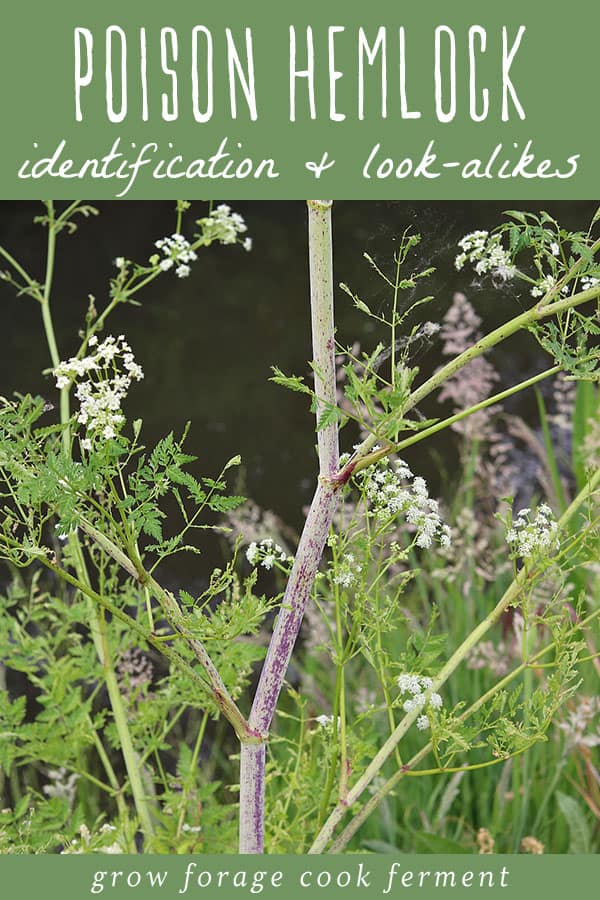 Poison Hemlock: How to Identify and Potential Look-alikes