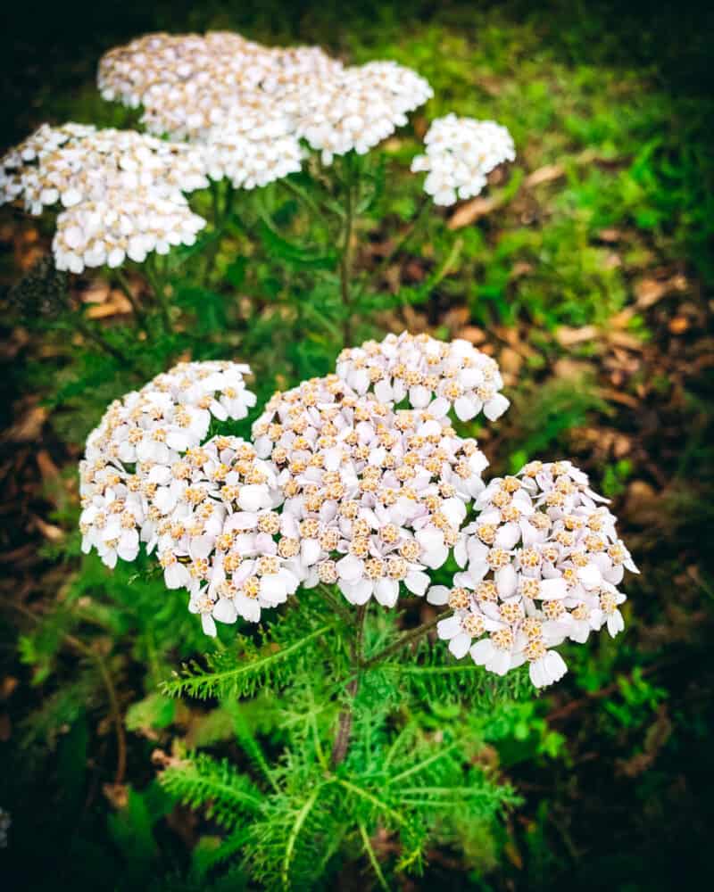 13 Early Spring Edible Wild Greens
