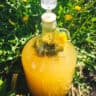 Dandelion Mead Recipe (Dandelion Wine Made With Honey)