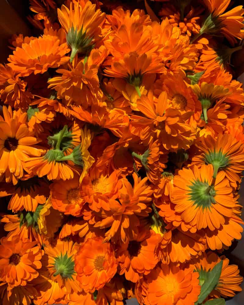 10 Reasons to Grow Calendula for Your Garden, Food, and Health