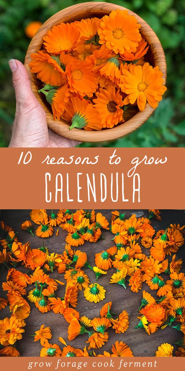 10 Reasons to Grow Calendula for Your Garden, Food, and Health