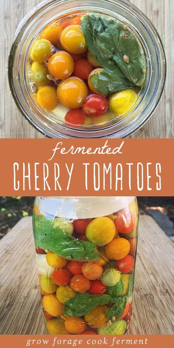 Fermented Cherry Tomatoes