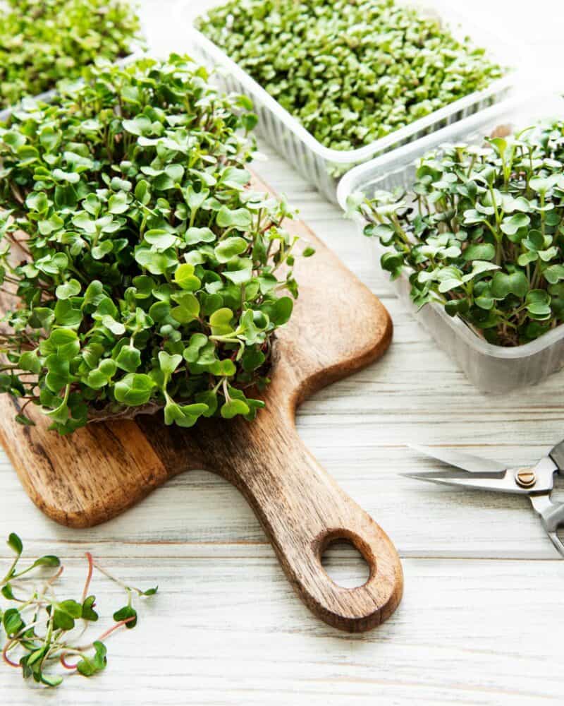 Gift Guide for Backyard Gardeners & Permaculturists