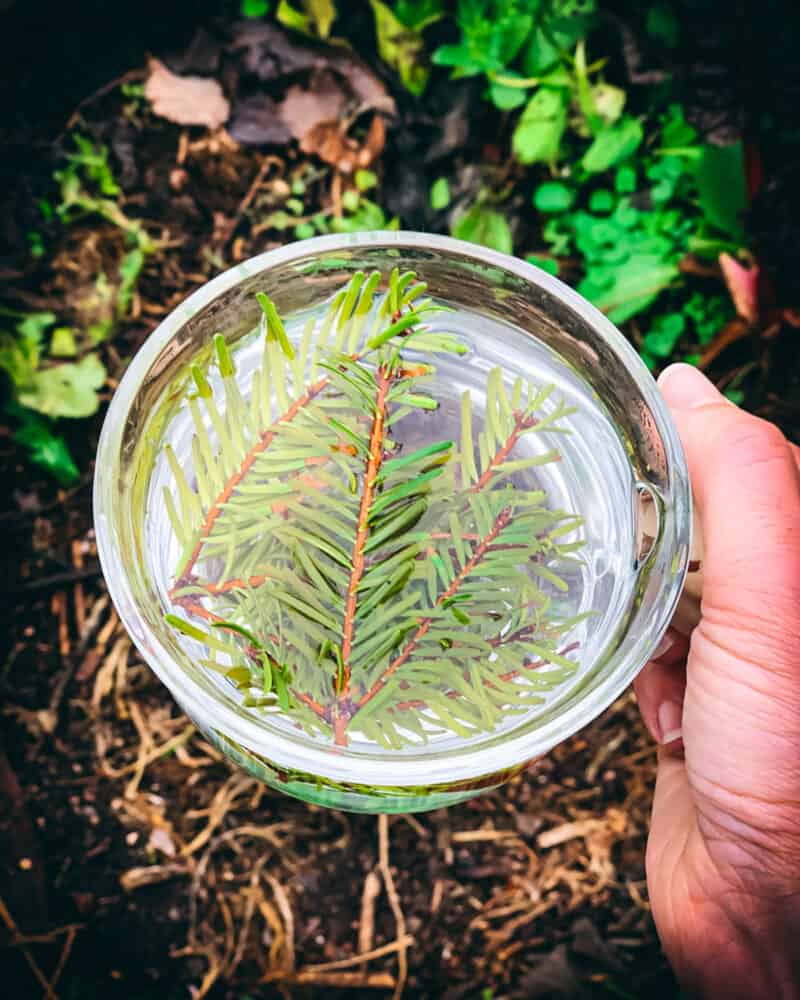 Pine Needle Tea with Pine, Spruce or Fir