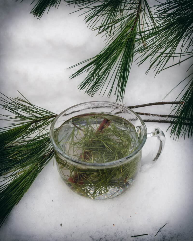 Pine Needle Tea with Pine, Spruce or Fir