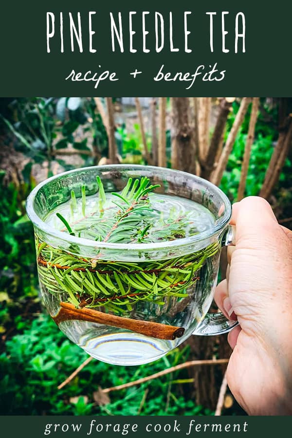 Pine Needle Tea with Pine, Spruce or Fir