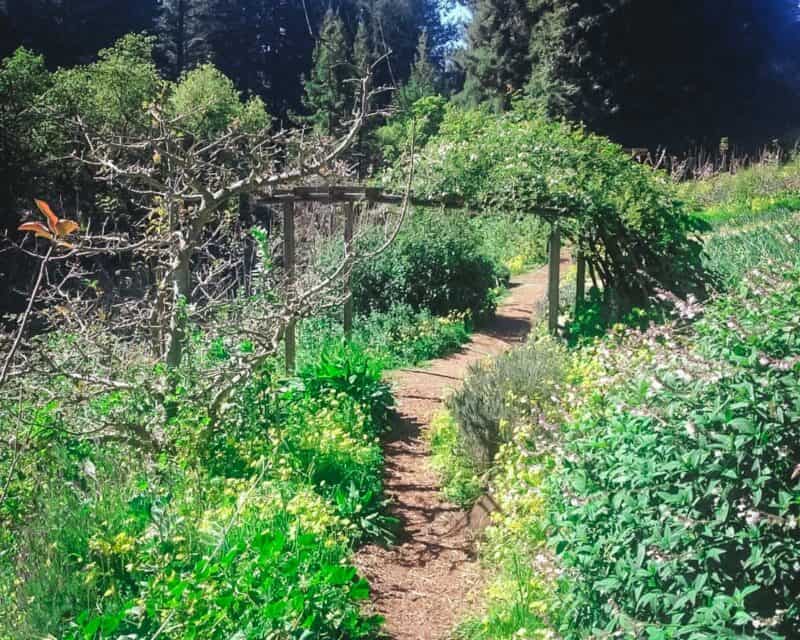 Forest Gardens: How to Create a Food Forest in Your Backyard