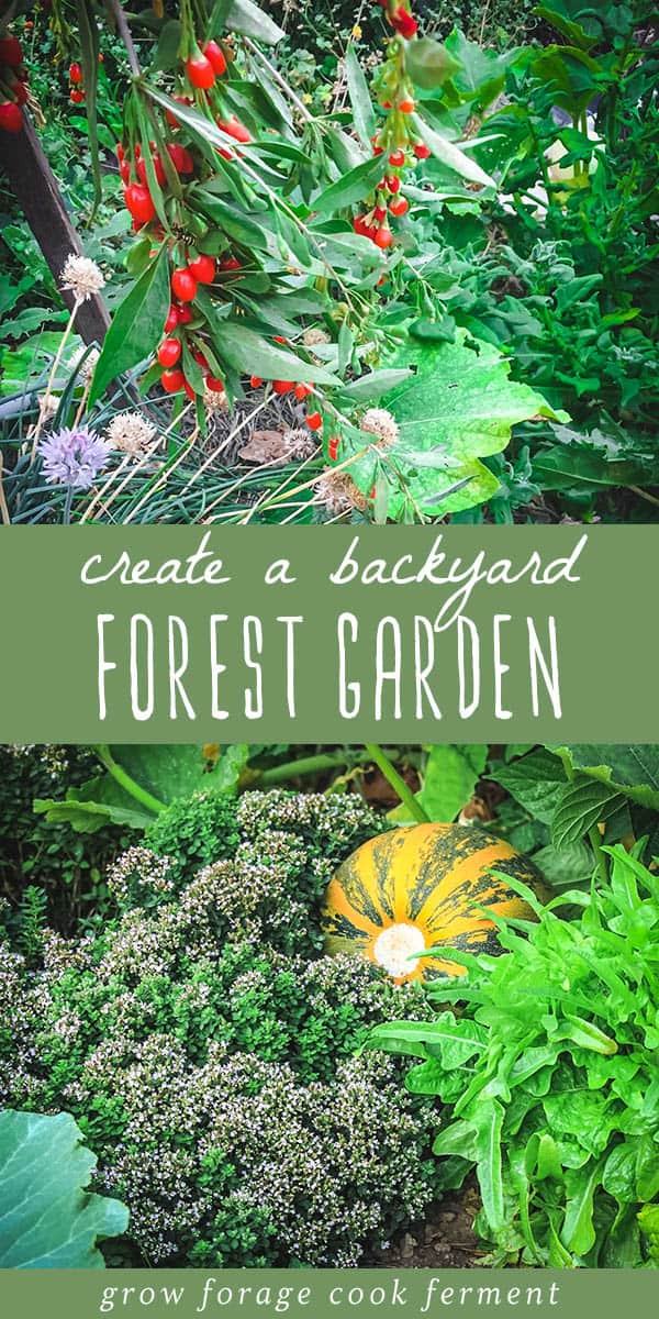 Forest Gardens: How to Create a Food Forest in Your Backyard