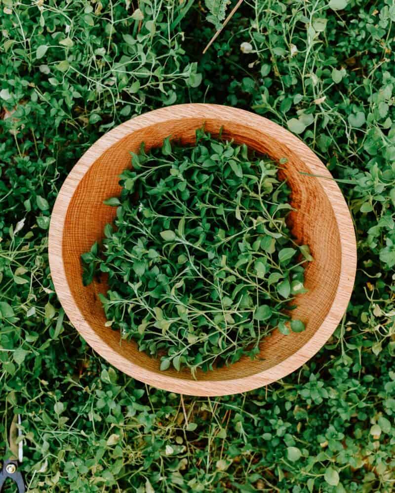 Chickweed Salve: Homemade Recipe for Dry Skin and Rashes