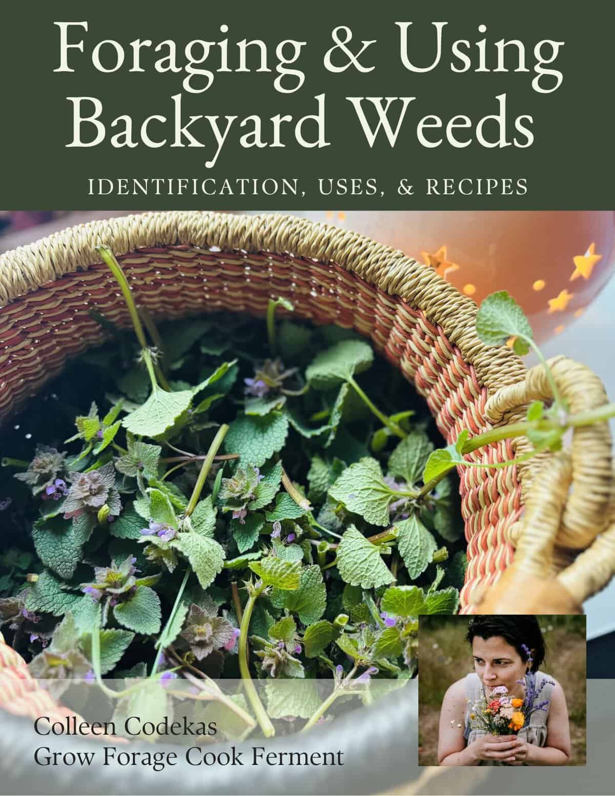 Chickweed Foraging: Identification, Look-alikes, and Uses