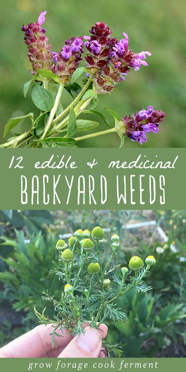 12 Edible and Useful Weeds to Forage in Your Backyard