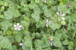 12 Edible and Medicinal Weeds to Forage in Your Backyard