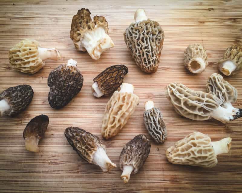 Foraging Morel Mushrooms: Identification & Look-alikes