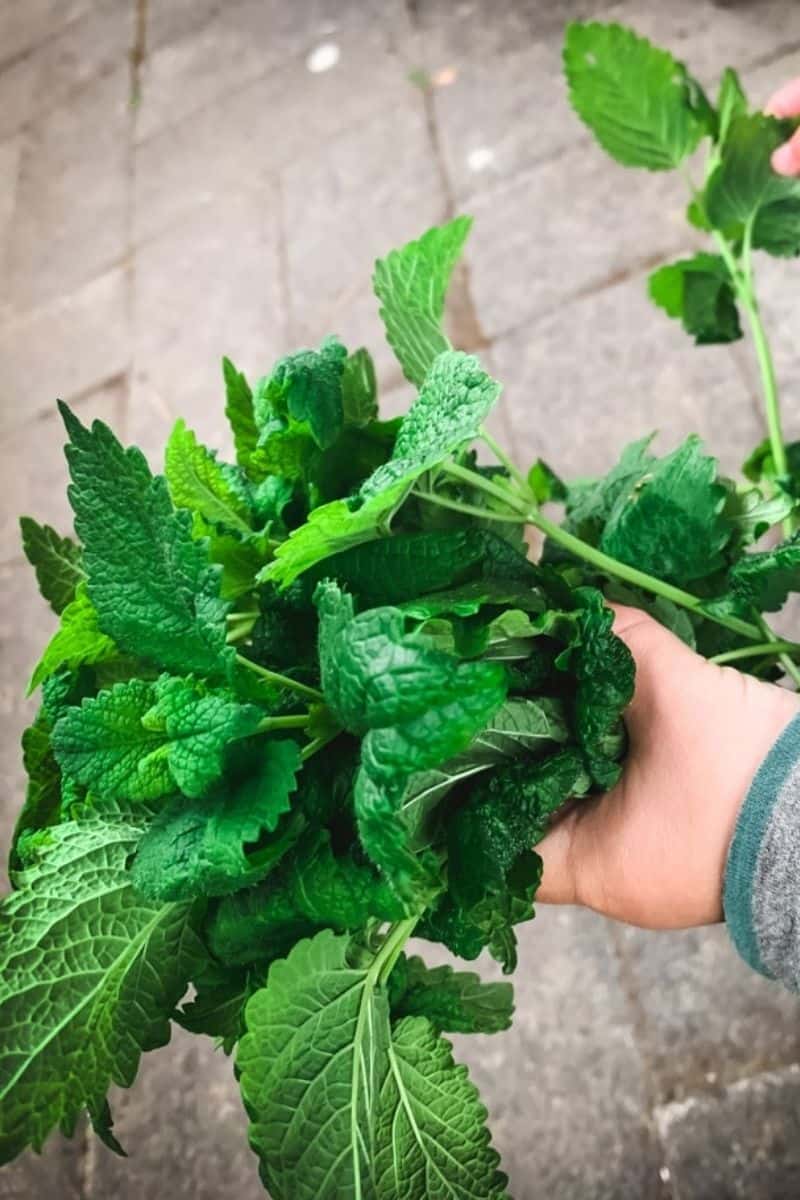 Cooking With Lemon Balm Herb