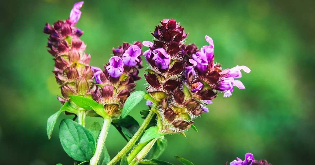 Foraging for Self-Heal (Heal-All or Woundwort)