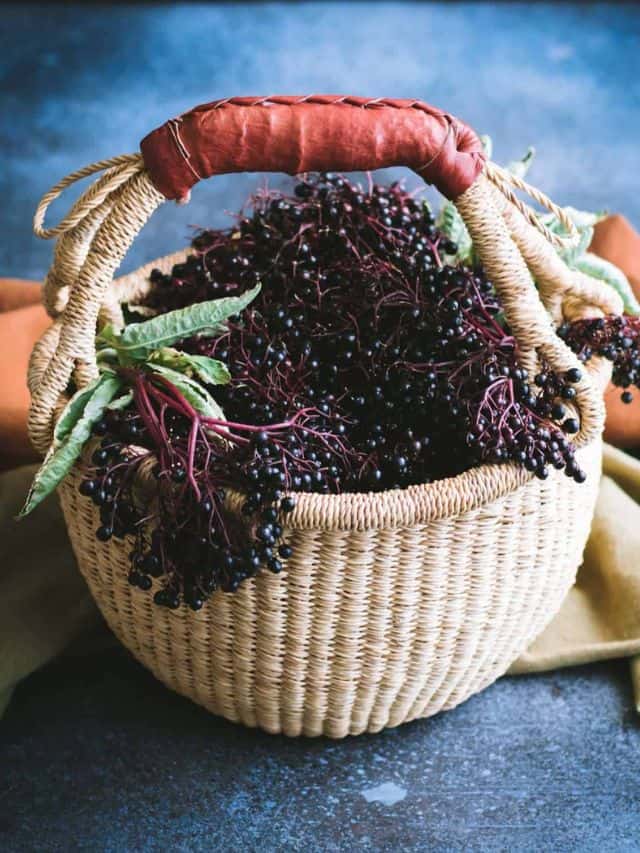 7 Best Edible Wild Plants & Mushrooms for Fall Foraging - Grow Forage ...