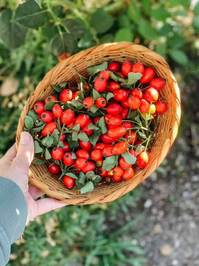 Foraging Rose Hips: How to Identify & Use for Herbal Medicine - Grow ...