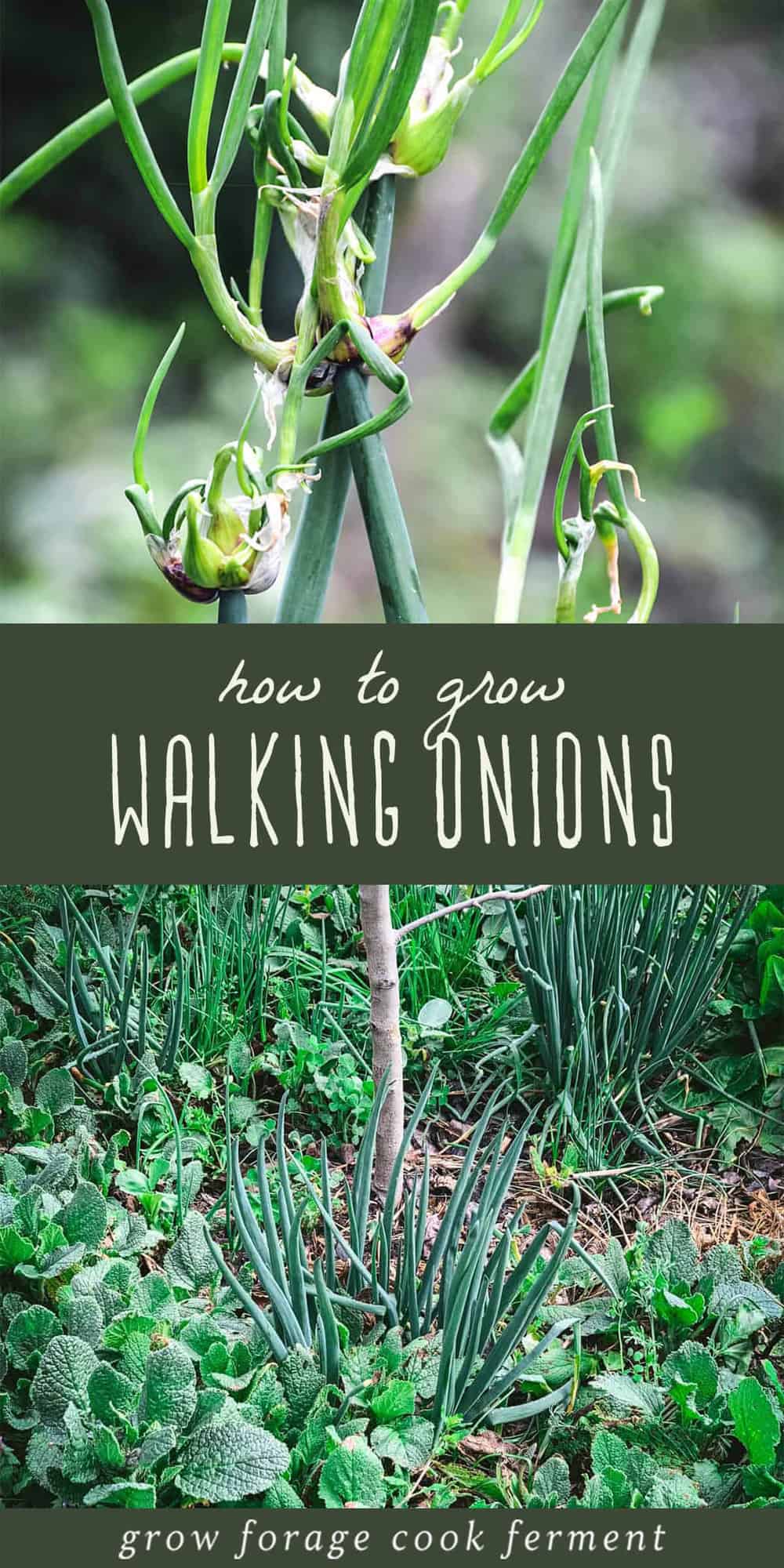 Walking Onions: How to Grow, Eat, and Benefit