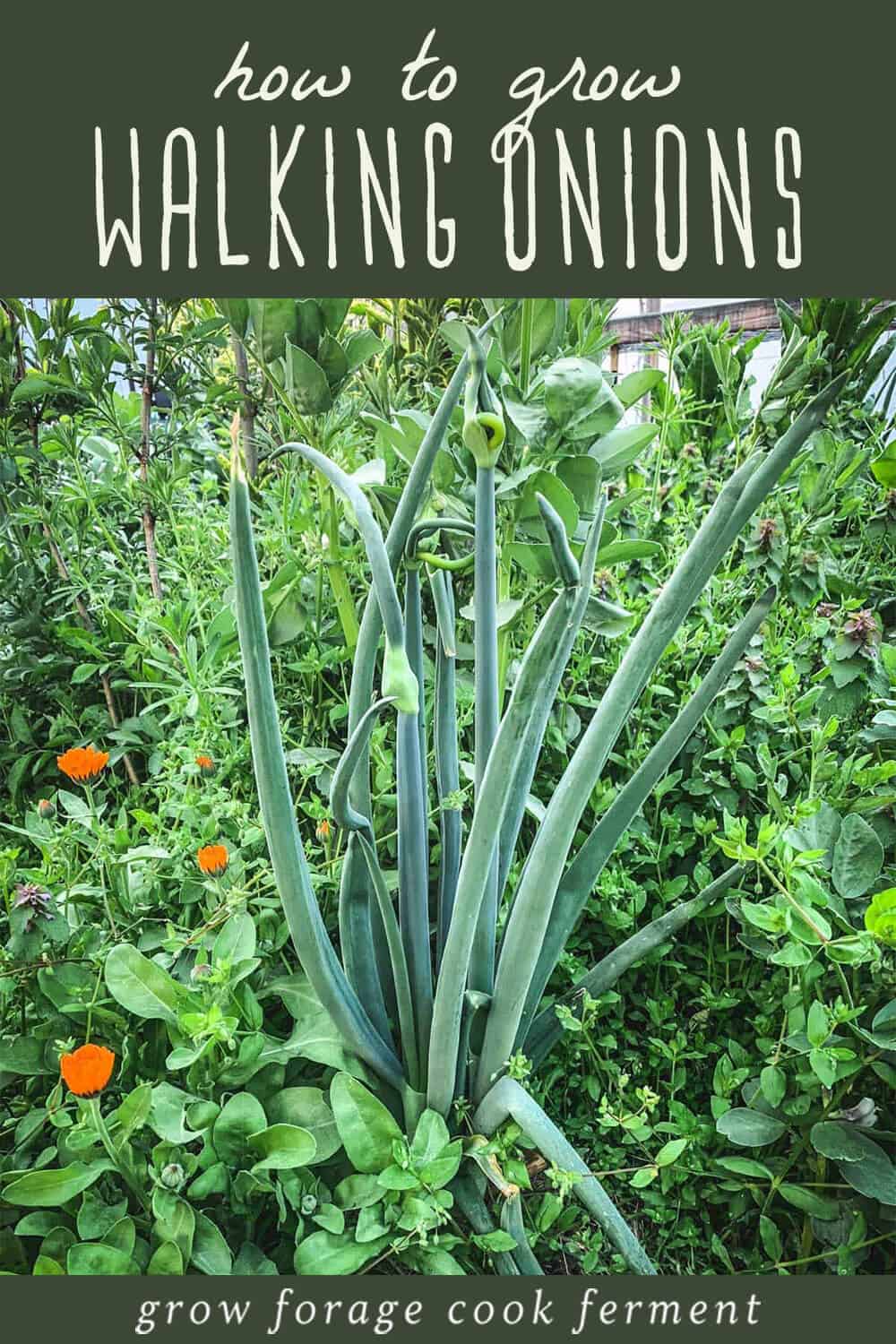 Walking Onions: How to Grow, Eat, and Benefit