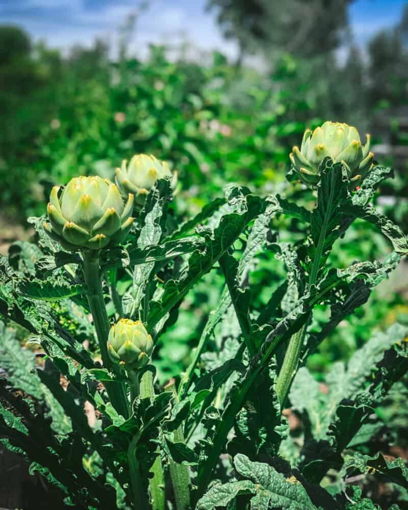 How to Grow an Artichoke Plant: Edible and Beautiful