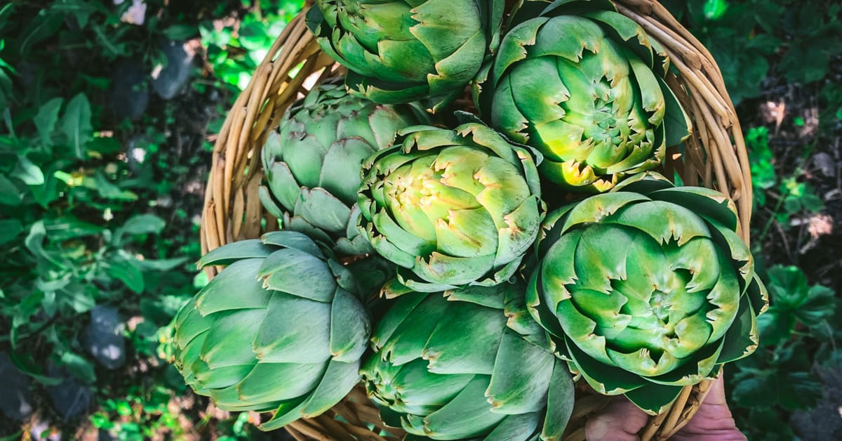 How to Grow an Artichoke Plant: Edible and Beautiful