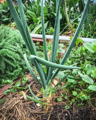 Walking Onions: How to Grow, Eat, and Benefit