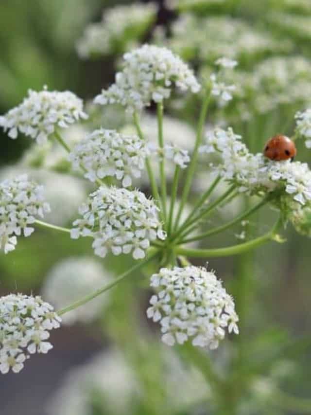Poison Hemlock Identification & Look-alikes - Grow Forage Cook Ferment