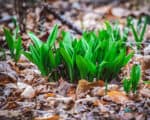 Foraging Wild Ramps (Wild Leeks): Identification and Look-alikes